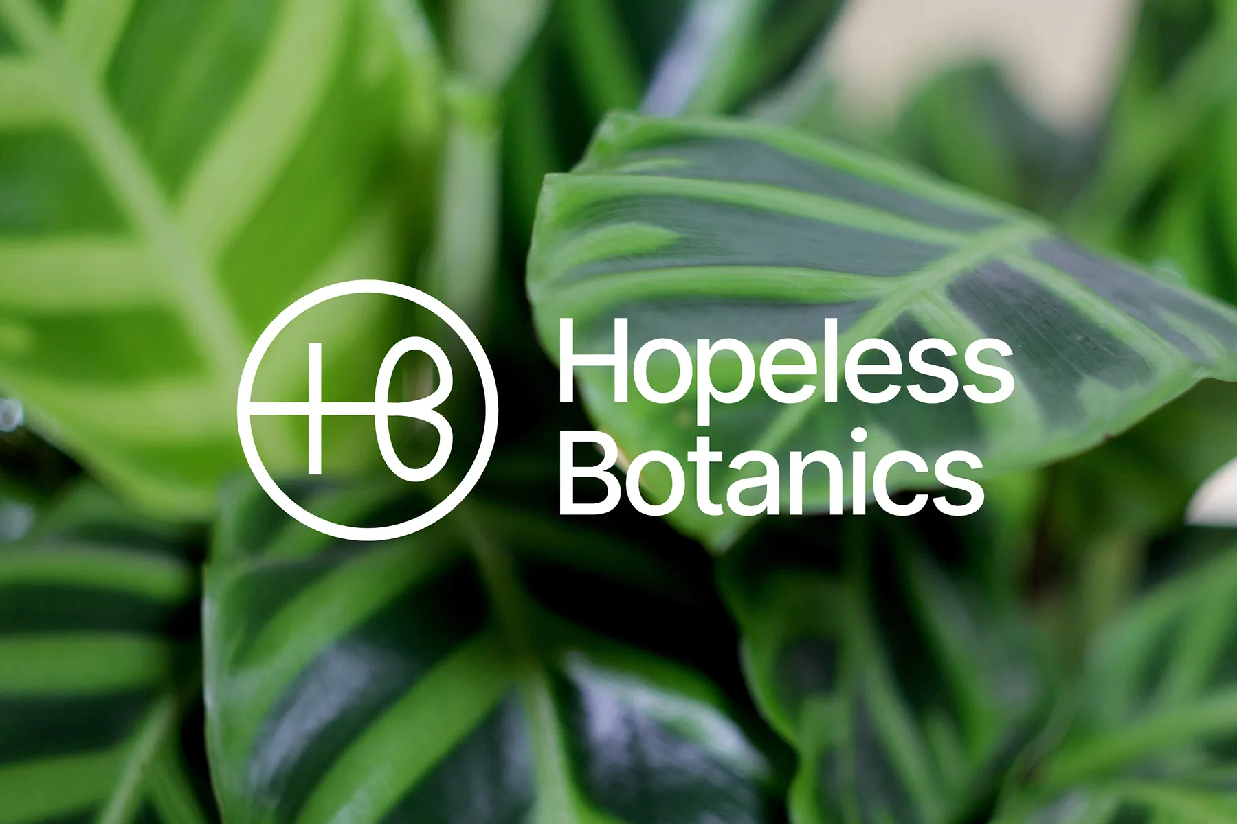 Hopeless Botanics – New Graphic